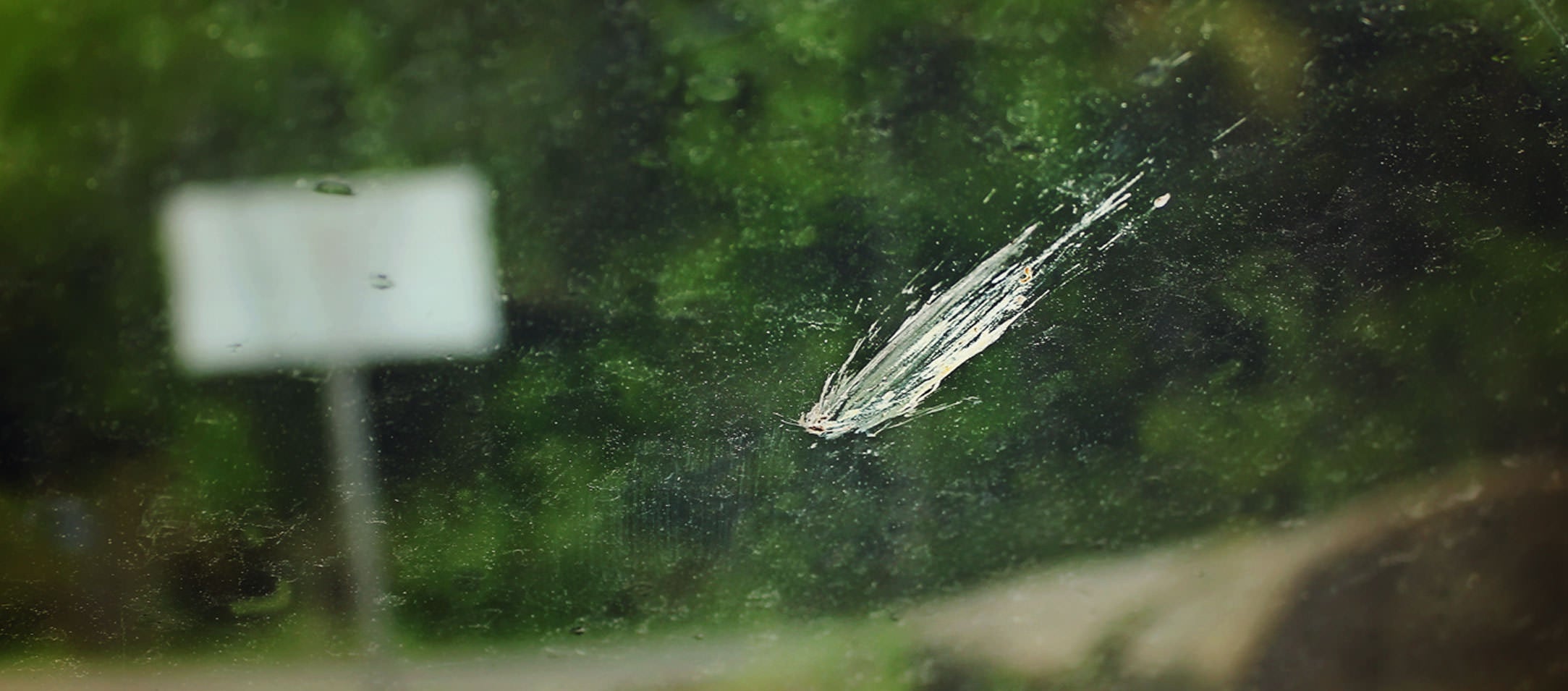 The 5-Minute Miracle for a Bug-Free Windshield! – Pure Muskoka