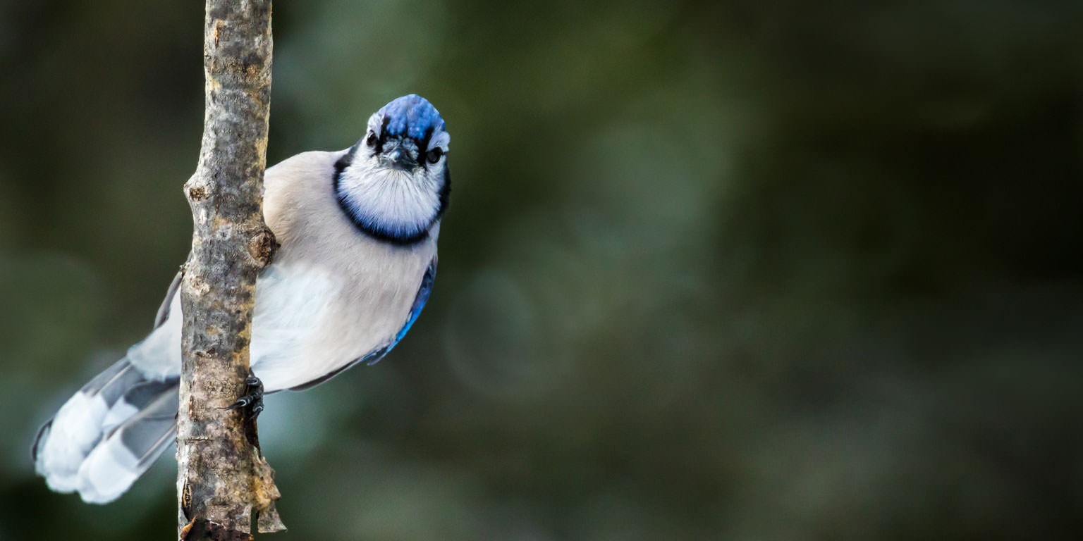 How to Master Bird ID-ing in Muskoka – Pure Muskoka