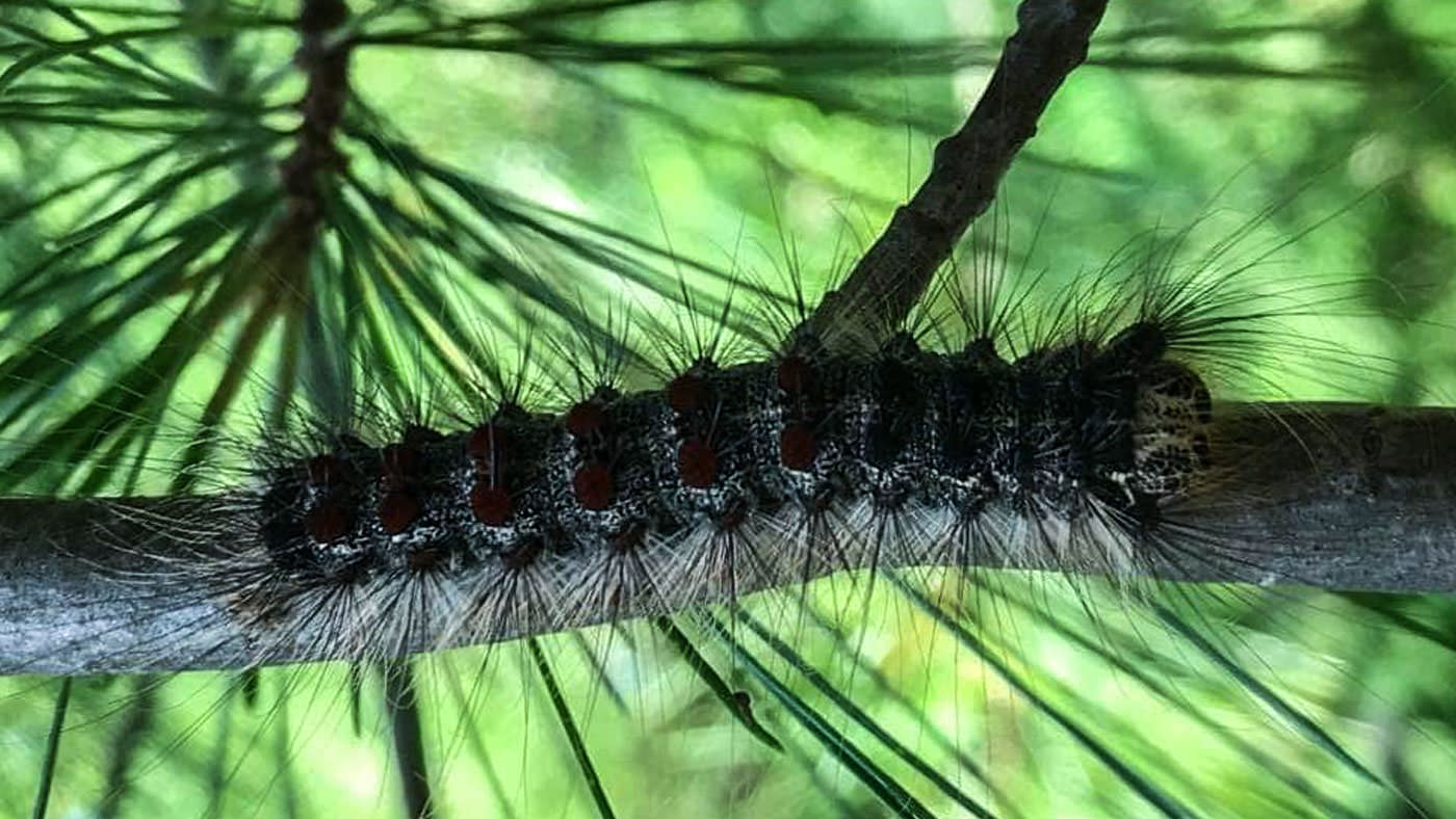 Tired Of These Frigid Temps? There Might be an Upside! – Pure Muskoka