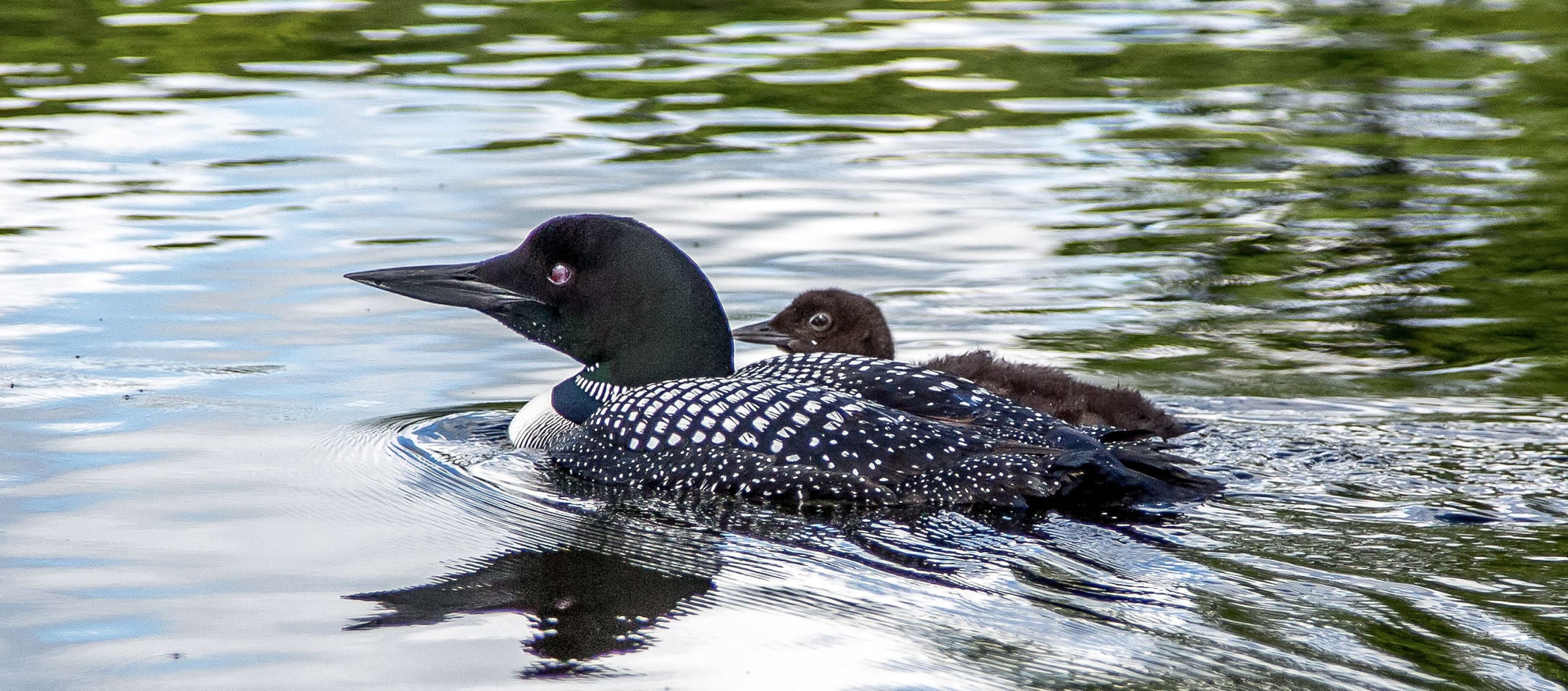 Inside the World of Muskoka's Loons – Pure Muskoka